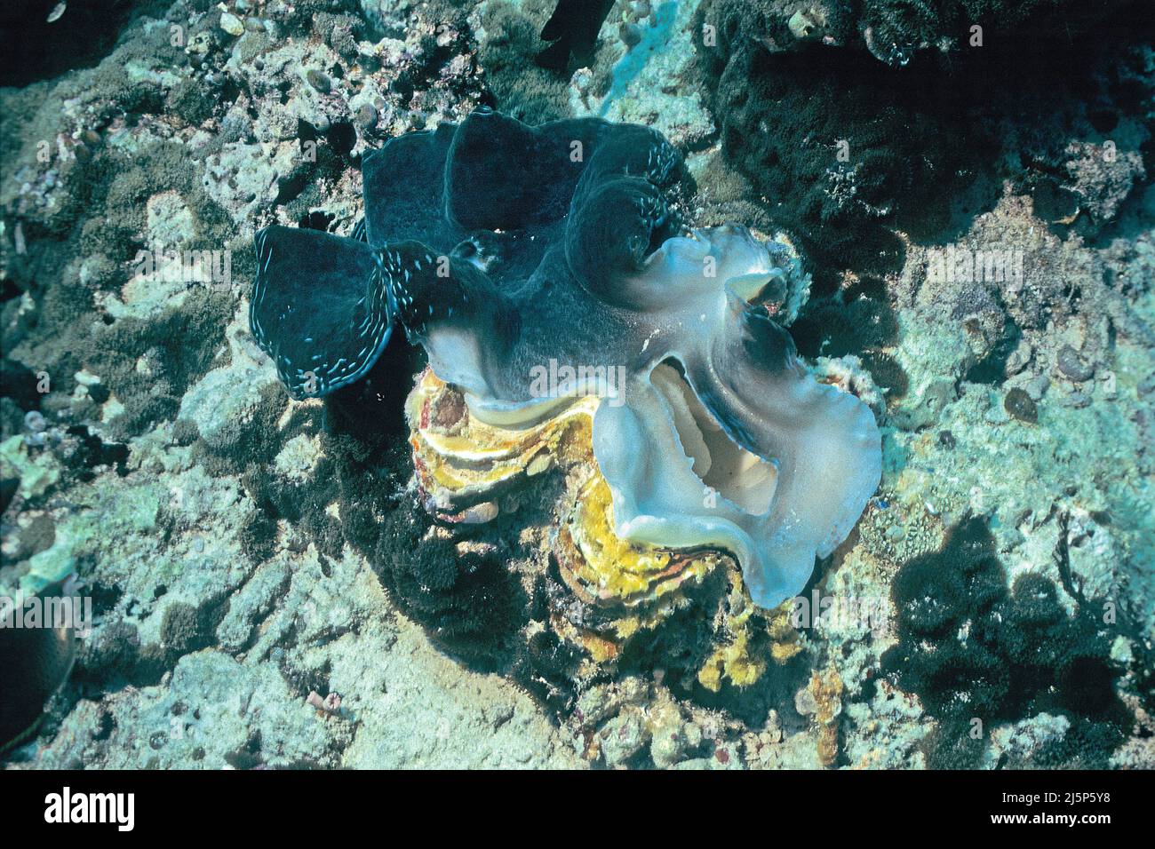 Fluted Giant clam (Tridacna squamosa) sick and bleached, Maldives ...
