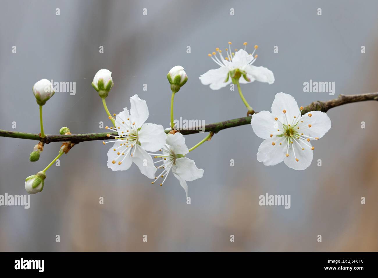 Uk march 2022 hi-res stock photography and images - Alamy
