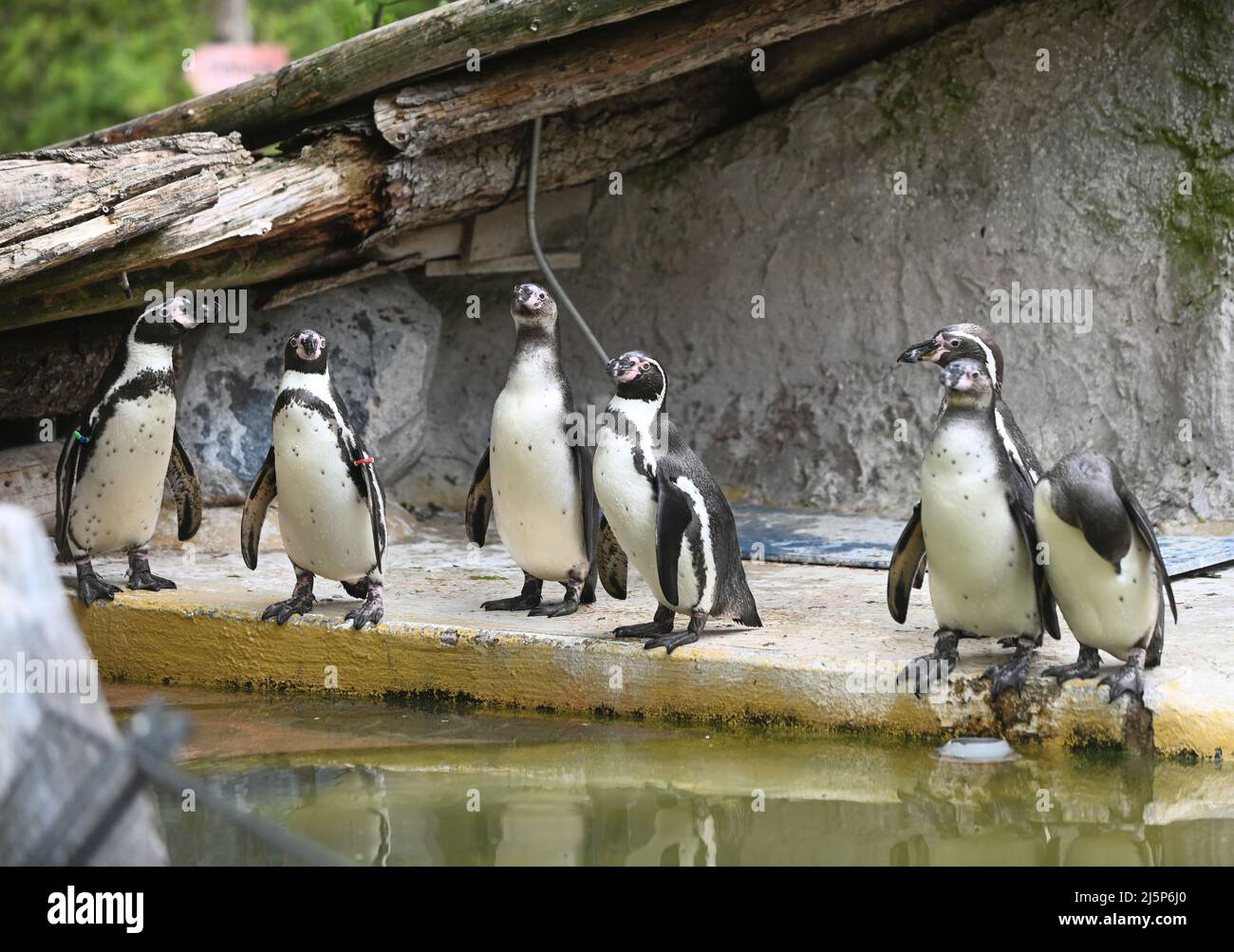 Penguin pool enclosure hi-res stock photography and images - Alamy