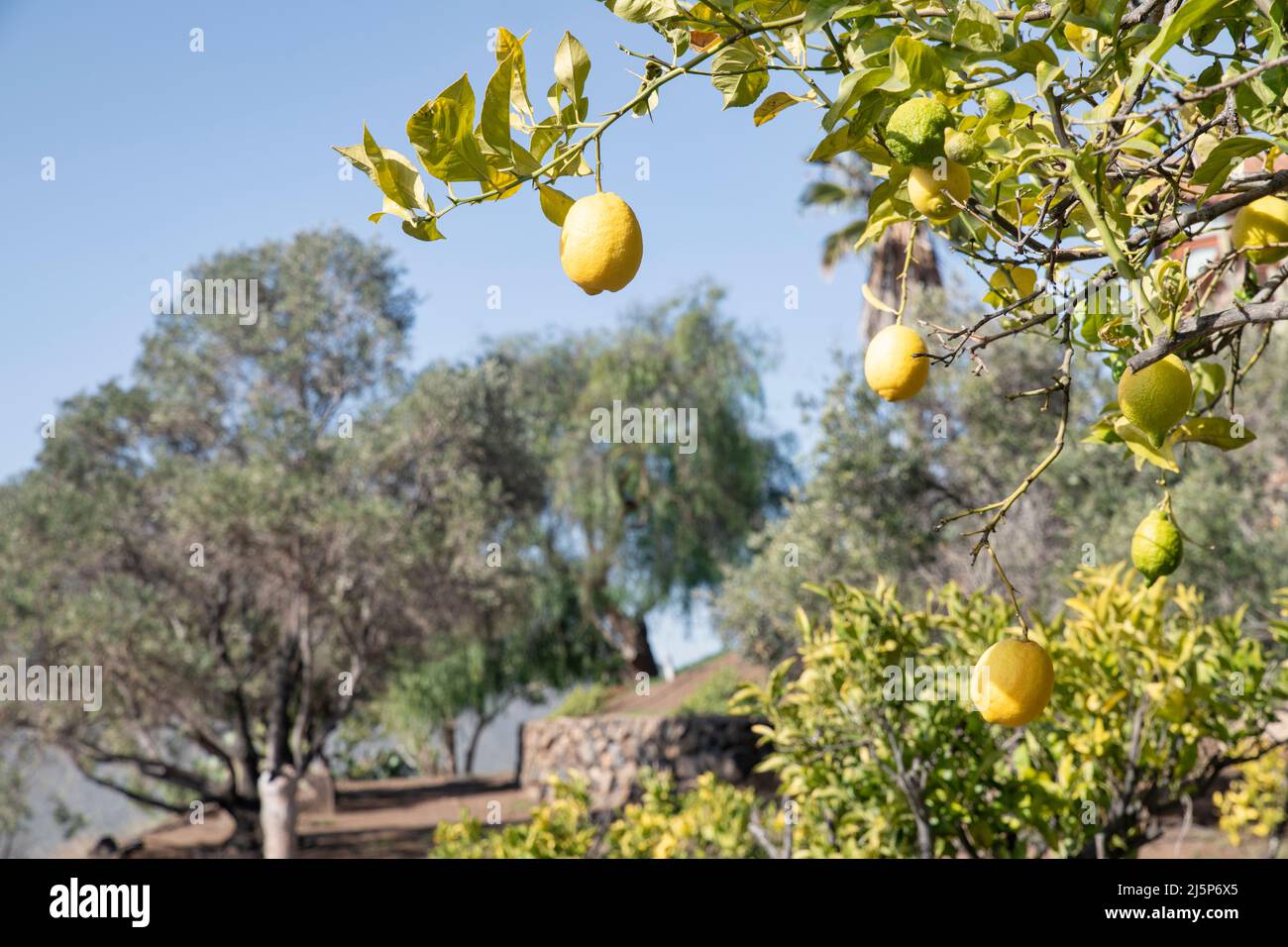 Healthy lemon tree in a fructiferous garden with focus on a loaded ...