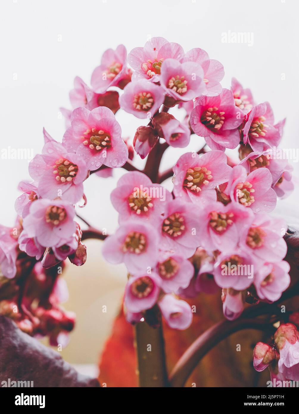 beautiful garden flowers Stock Photo - Alamy