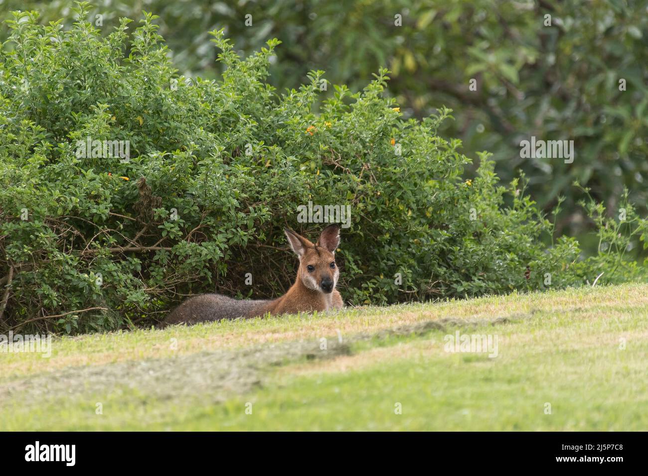 Young, wild, red-necked wallaby (Macropus rufogriseus) lying on grass ...