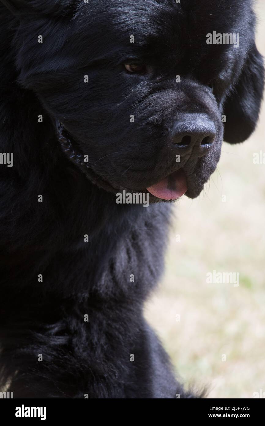 Newfoundland dogs hi-res stock photography and images - Alamy