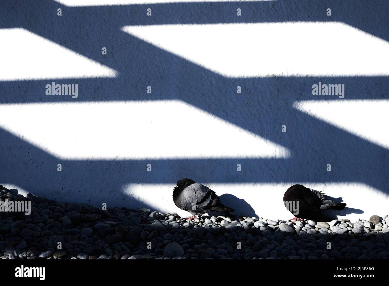 Pigeons and geometric shadows on the wall. Bright sunny day. Wall ...