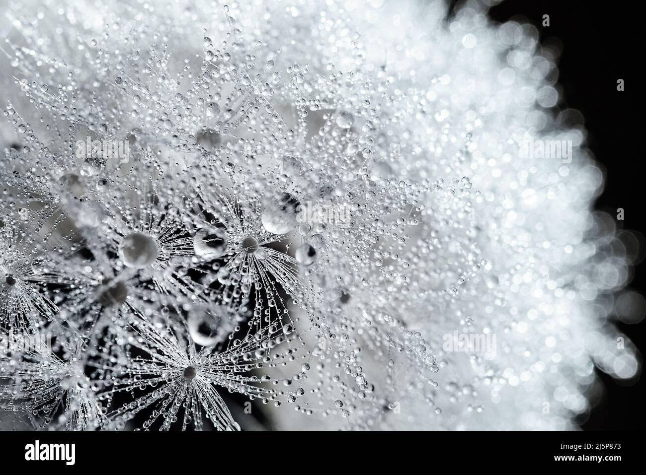 Beautiful dew drops on dandelion seed macro. Beautiful soft blue ...