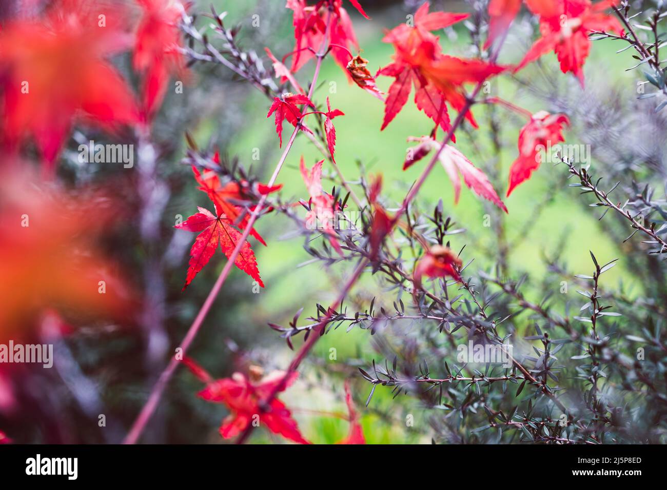 red Japanese Maple plant and New Zealand tea bush outdoor in sunny ...