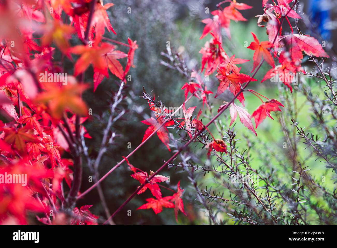 red Japanese Maple plant and New Zealand tea bush outdoor in sunny ...