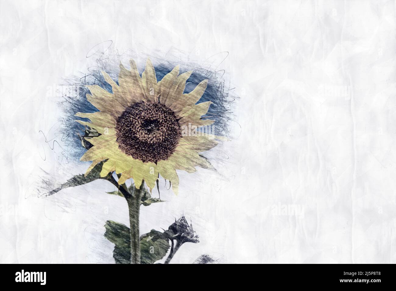 yellow sunflower in pencil drawing style Stock Photo - Alamy