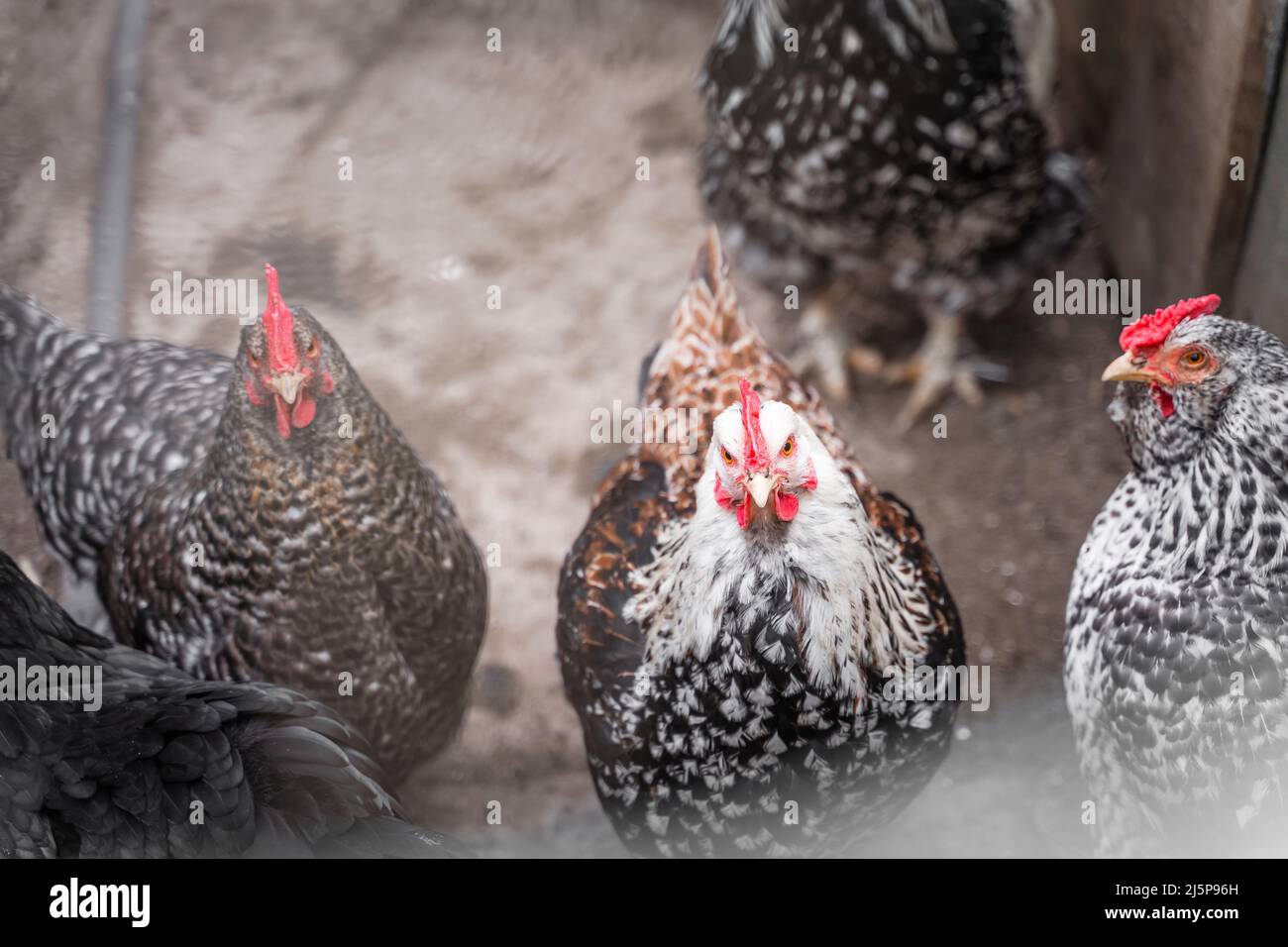 Beautiful domestic chickens look at the camera Stock Photo - Alamy
