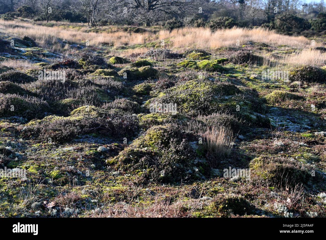 uneven ground, wortham ling, suffok, england Stock Photo - Alamy