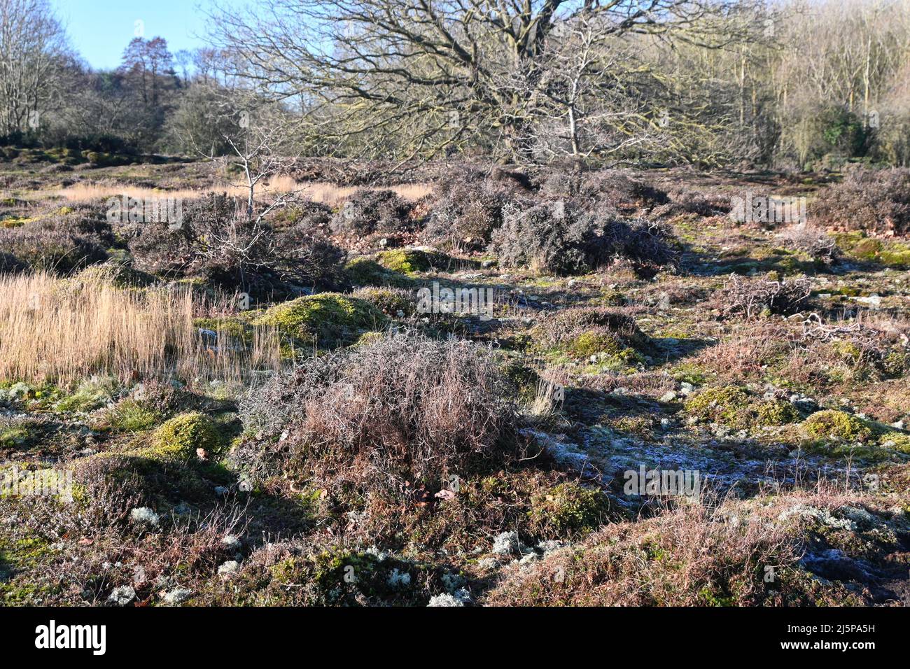 uneven ground, wortham ling, suffok, england Stock Photo - Alamy