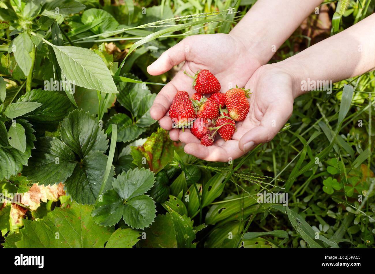 Woman farm hand hi-res stock photography and images - Alamy