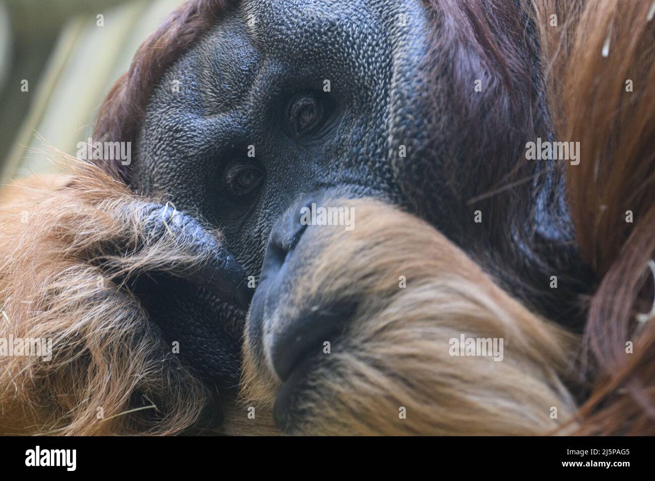 Dresden, Germany. 25th Apr, 2022. Orangutan male "Toni" sits in his ...