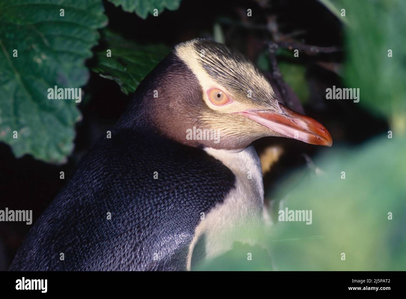 Yellow-eyed Penguin (Megadyptes antipodes), in the Rata forest of ...