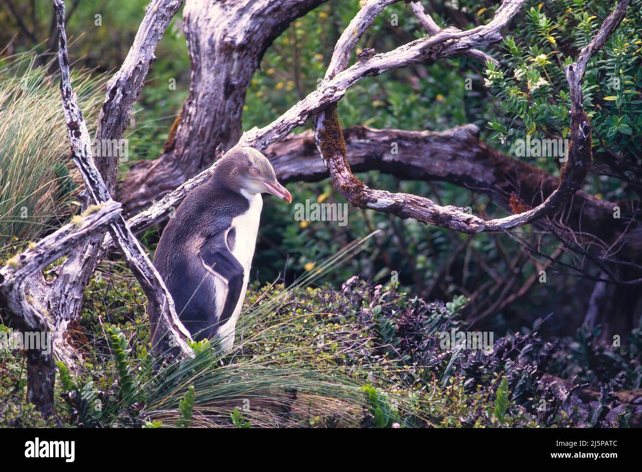Yellow-eyed Penguin (Megadyptes antipodes), in the Rata forest of ...