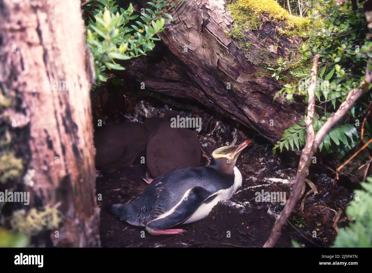 Rata forest hi-res stock photography and images - Alamy