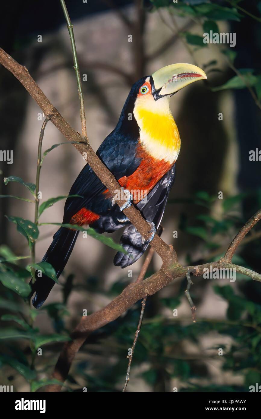 Red-Breasted Toucan (Ramphastos dicolorus), Mato Grosso, Pantanal ...