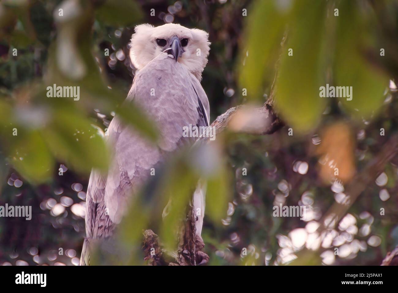 Young Harpy Eagle (Harpia harpyia), Mato Grosso, Brazil Stock Photo - Alamy