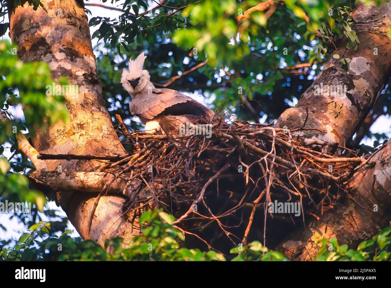 Young Harpy Eagle (Harpia harpyia) in the nest, Mato Grosso, Brazil ...