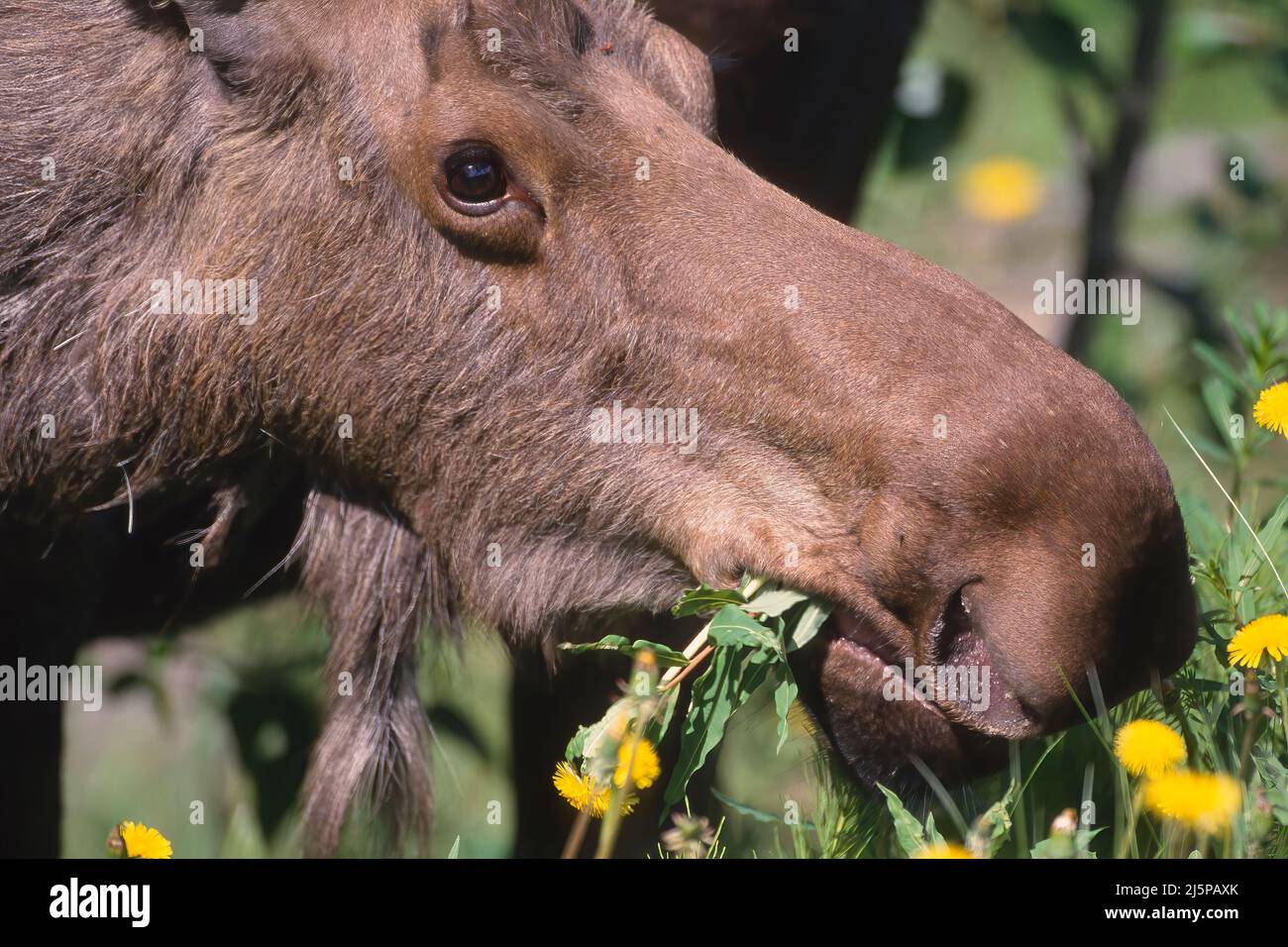 Wild flowers of alaska hi-res stock photography and images - Alamy