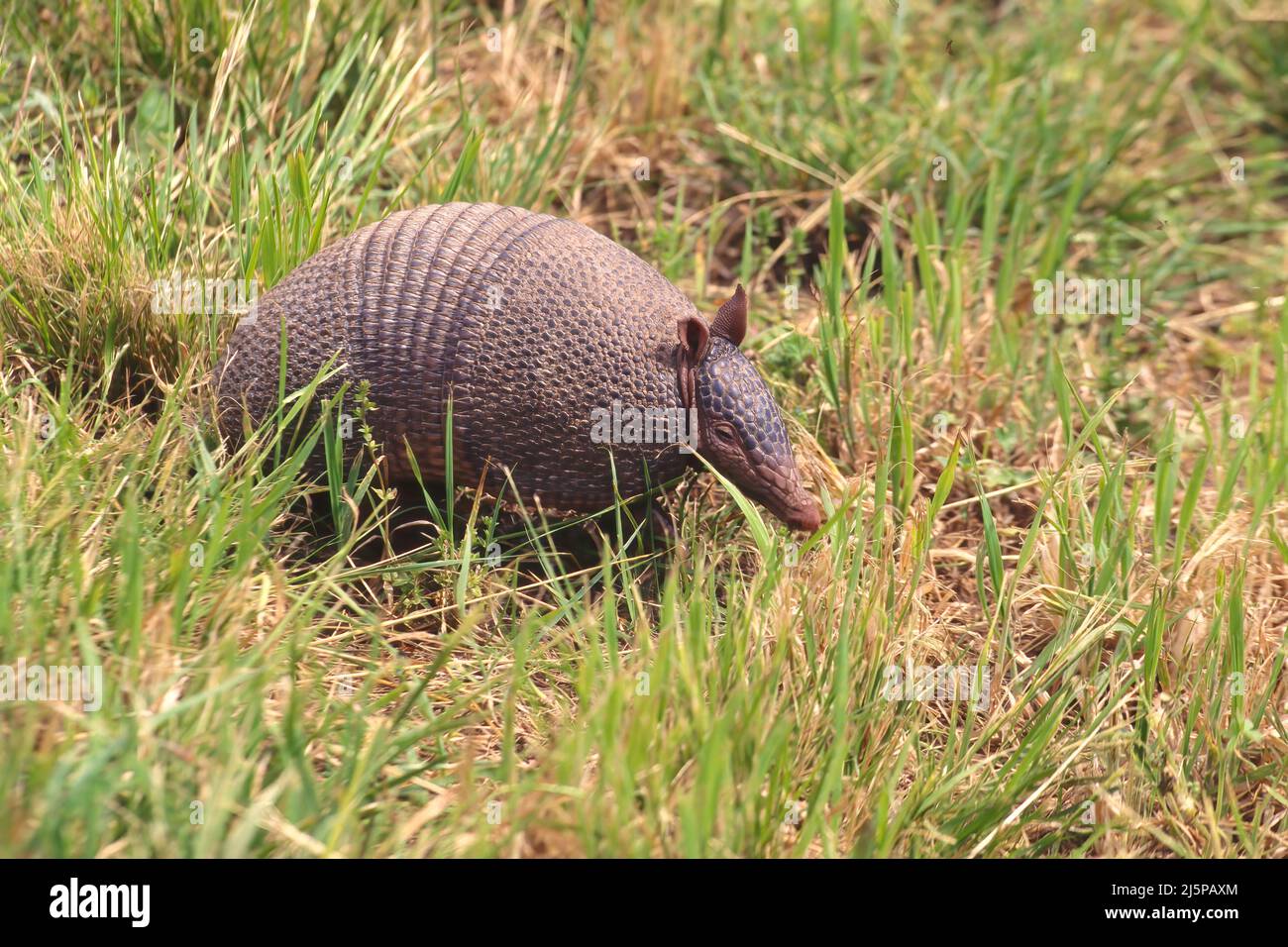 Nine-banded Armadillo (Dasypus novemcinctus) in grass, Patagonia ...