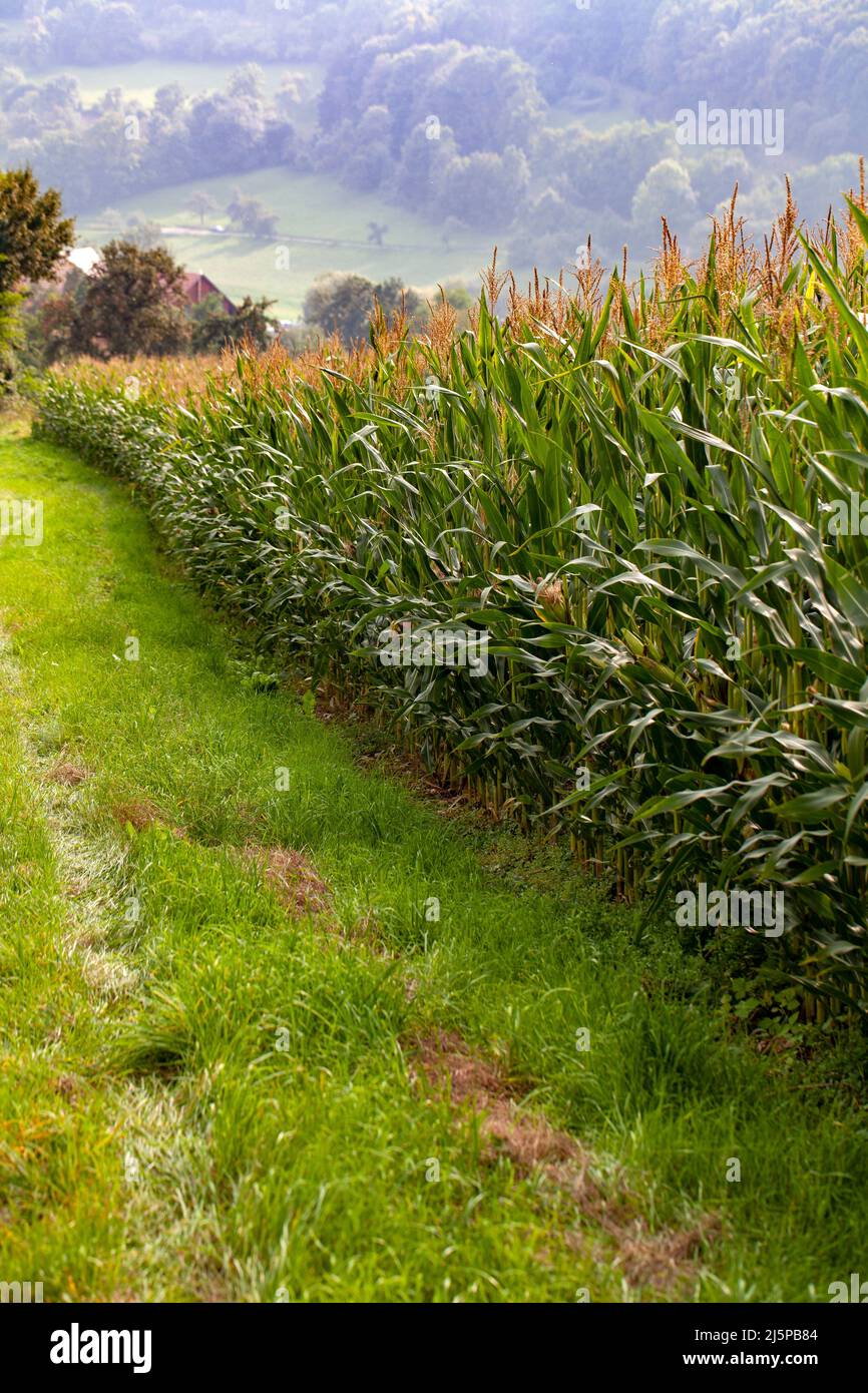 Path with grass along a agricultural field of corn Stock Photo - Alamy