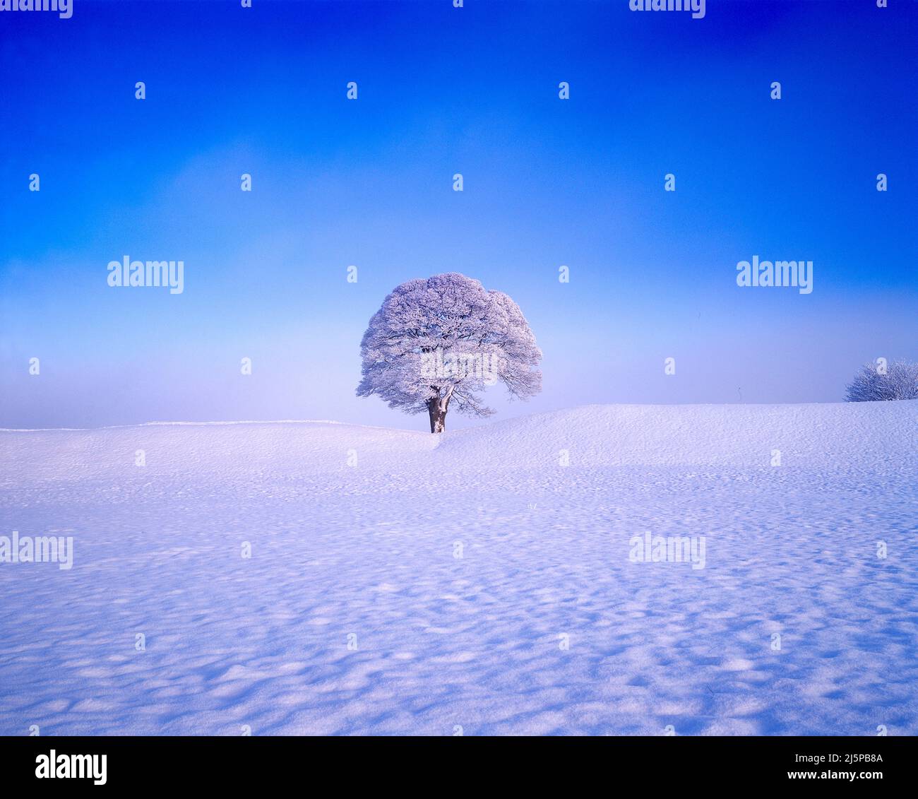 Lone sycamore tree in winter hi-res stock photography and images - Alamy