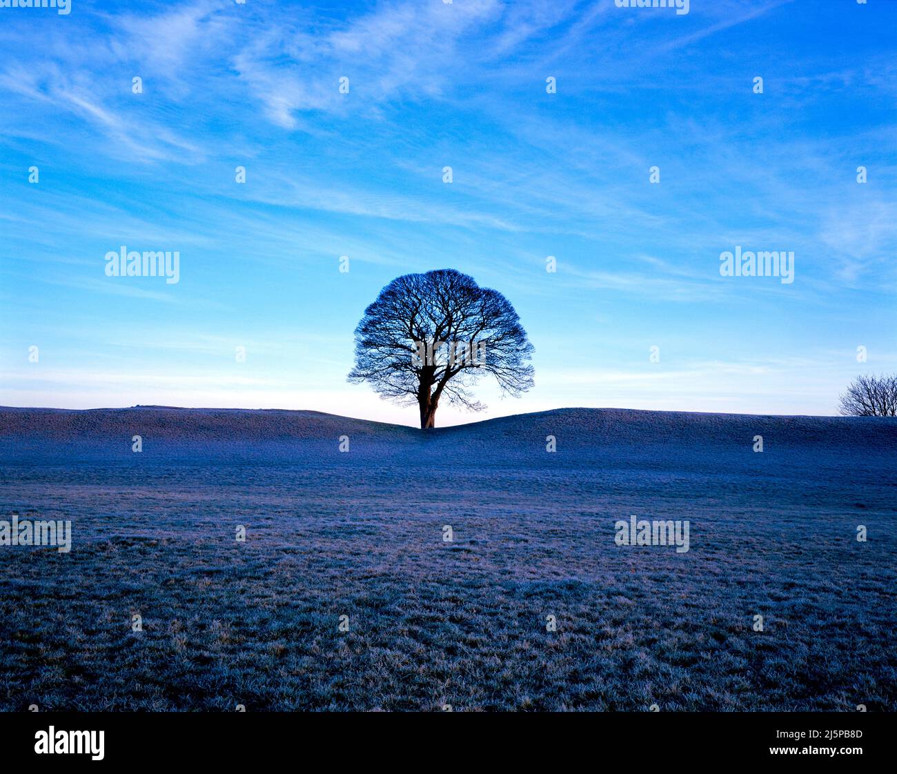 A lone Sycamore Tree in February Frost at the Giants Ring, Belfast ...