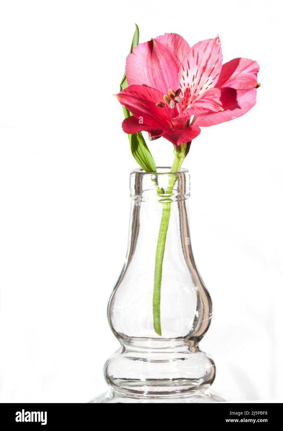 High key image of a red Alstroemeria flower or Peruvian Lily Stock ...