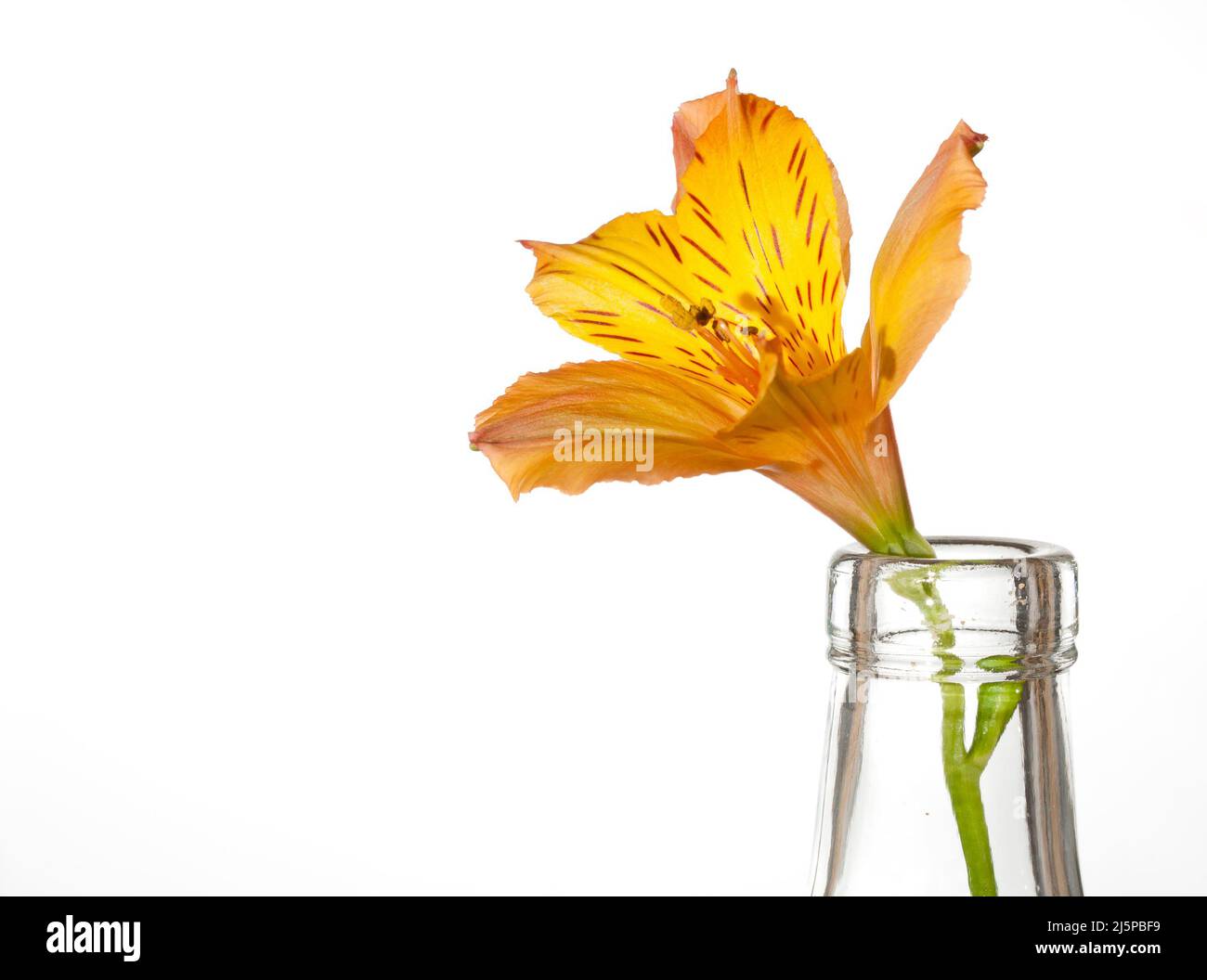 High key image of a yellow Alstroemeria flower or Peruvian Lily Stock ...