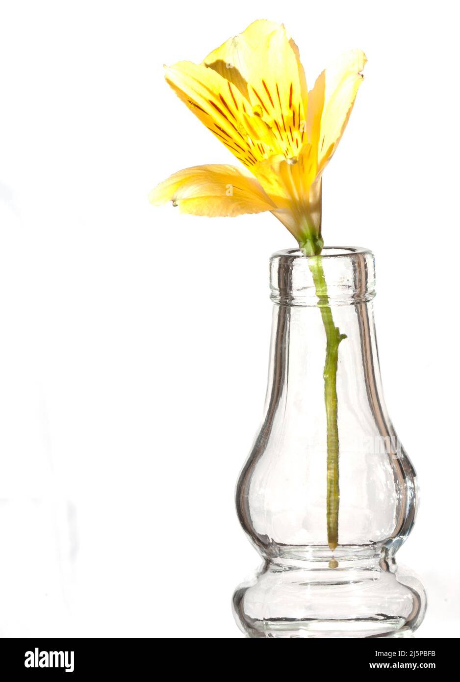 High key flower hi-res stock photography and images - Alamy