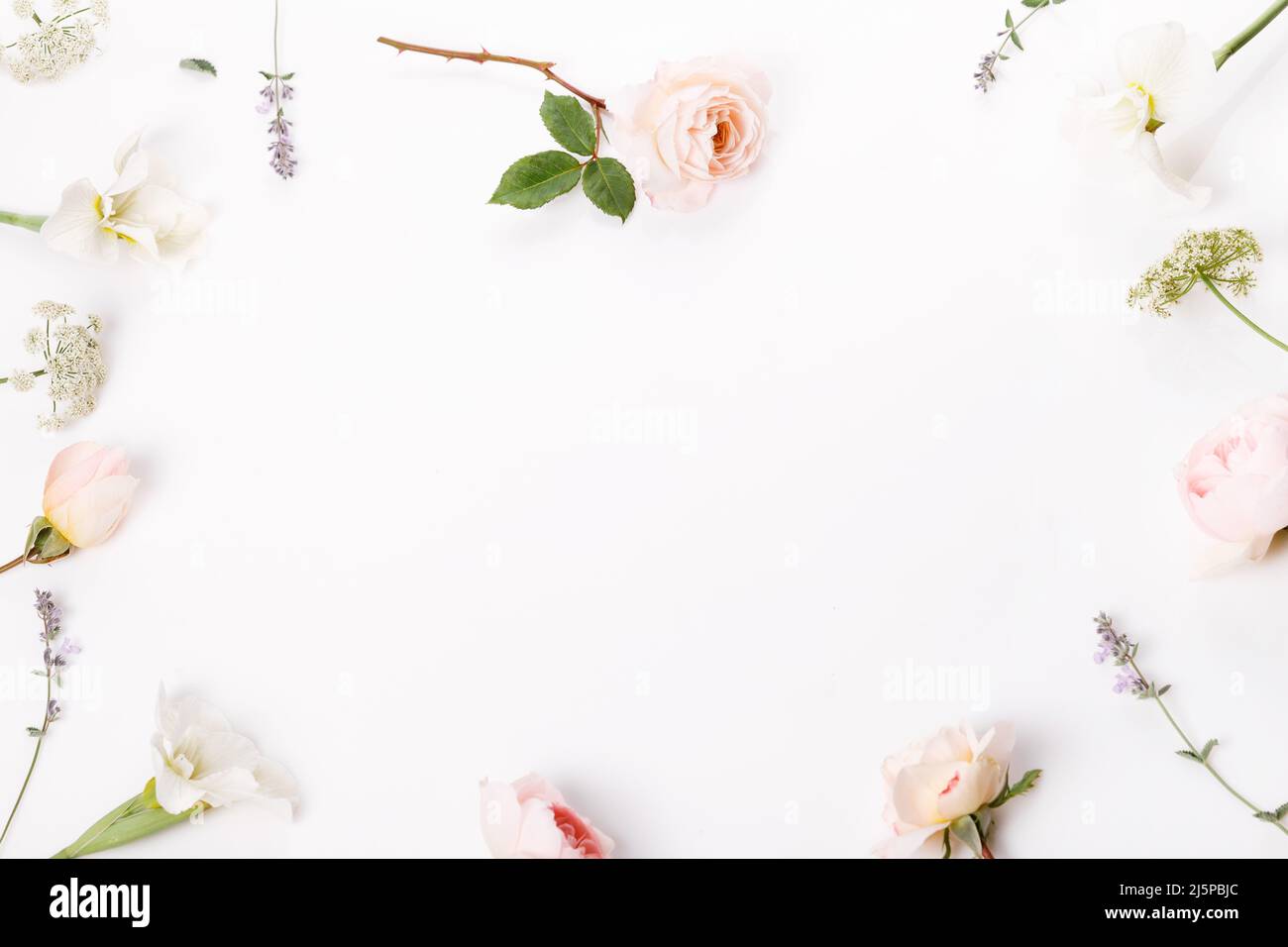 Flowers composition. Frame made of pink rose flowers on white ...