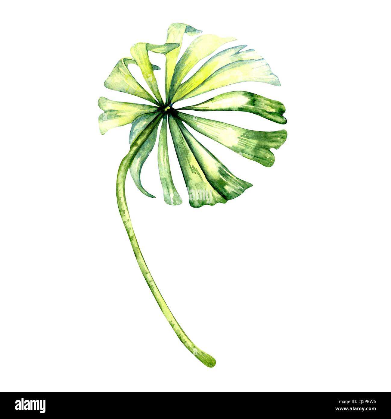 Green, yellow, brigt tropical leaves watercolor on white background ...