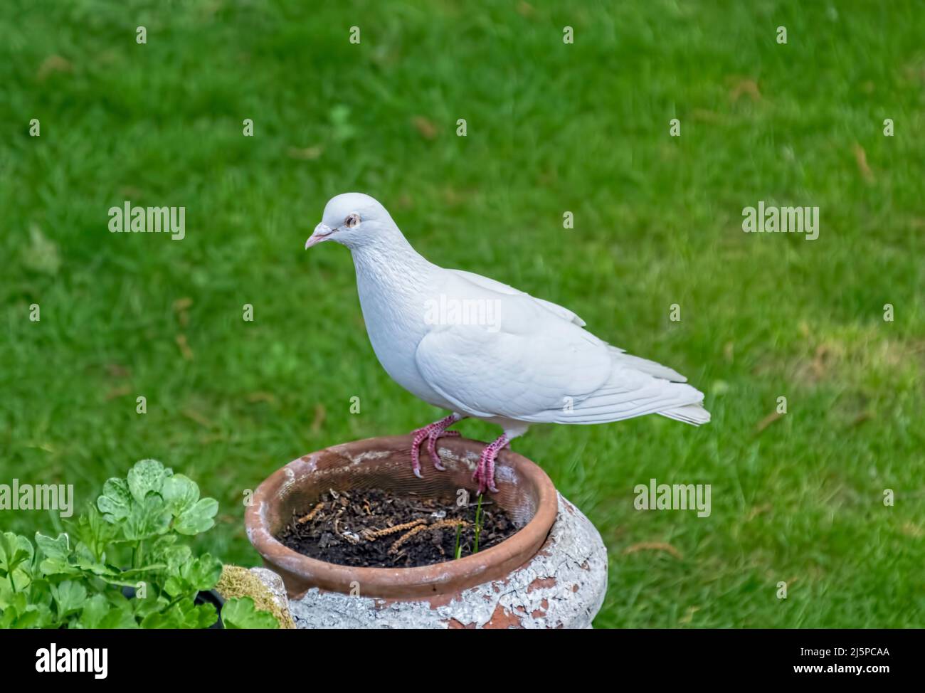 White Pigeon Columbidae standing on old flowerpot UK Stock Photo - Alamy