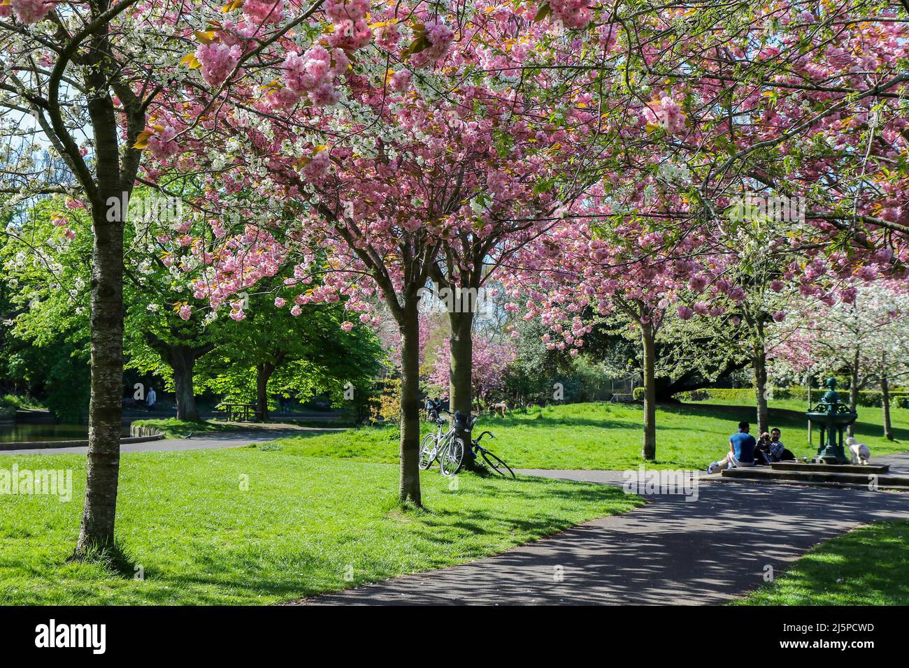 Spring in Herbert Park, Dublin, Ireland with pink cherry blossoms in ...
