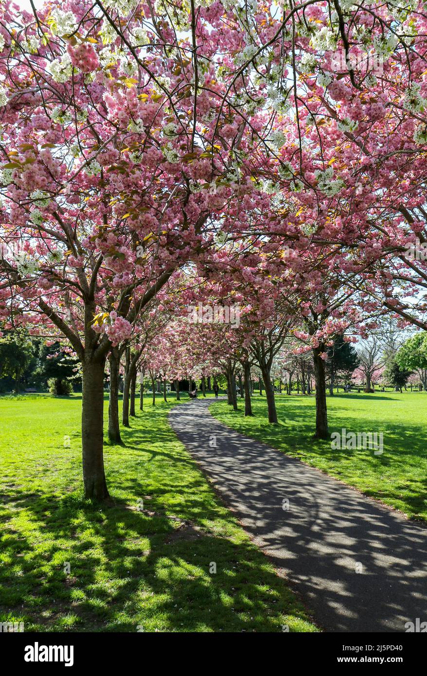 Cherry blossom trees blooming in Spring in Herbert Park, Dublin ...