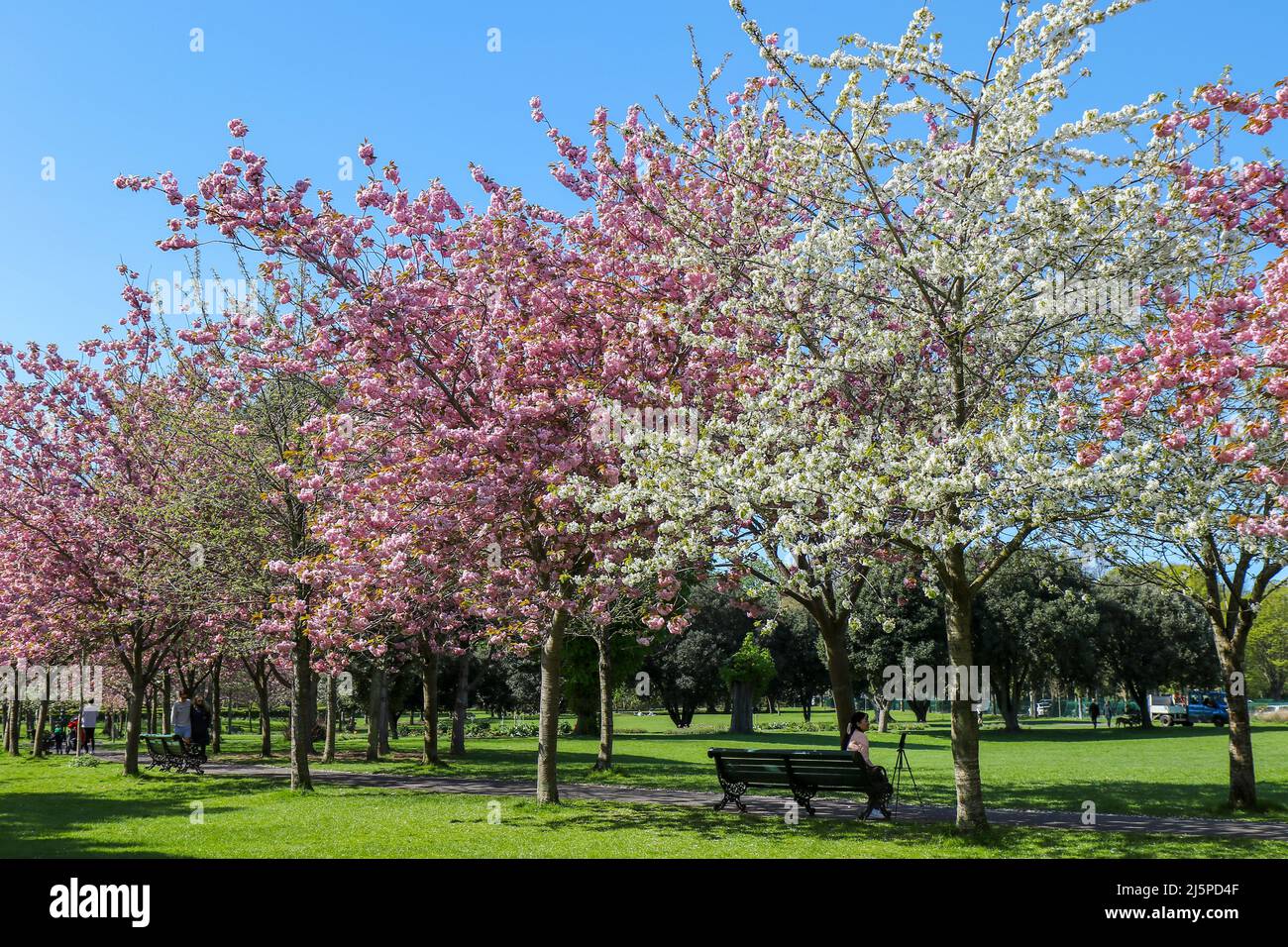 Cherry blossom trees blooming on sunny Spring day in Herbert Park. People walking and woman on ...