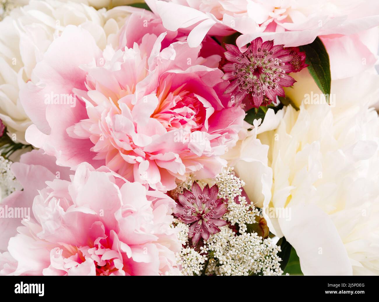 Romantic banner, delicate white peonies flowers close-up. Fragrant pink ...