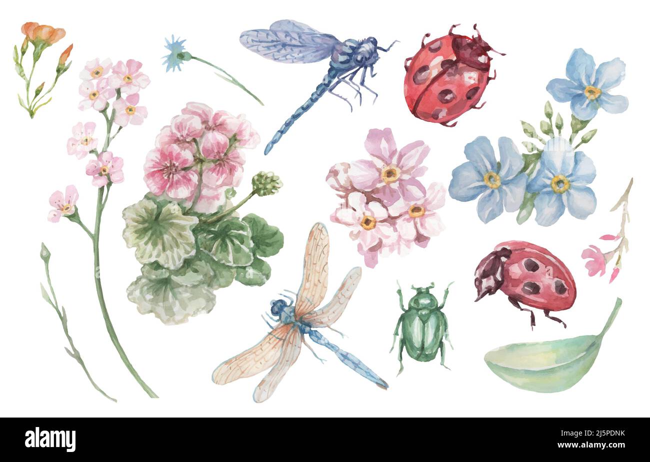 dragonfly beetle ladybug insects and flowers geranium and forget-me ...