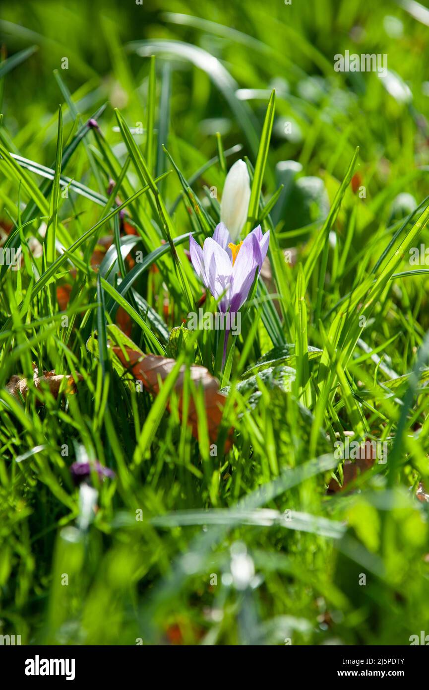 Wild purple crocus blooming hi-res stock photography and images - Alamy