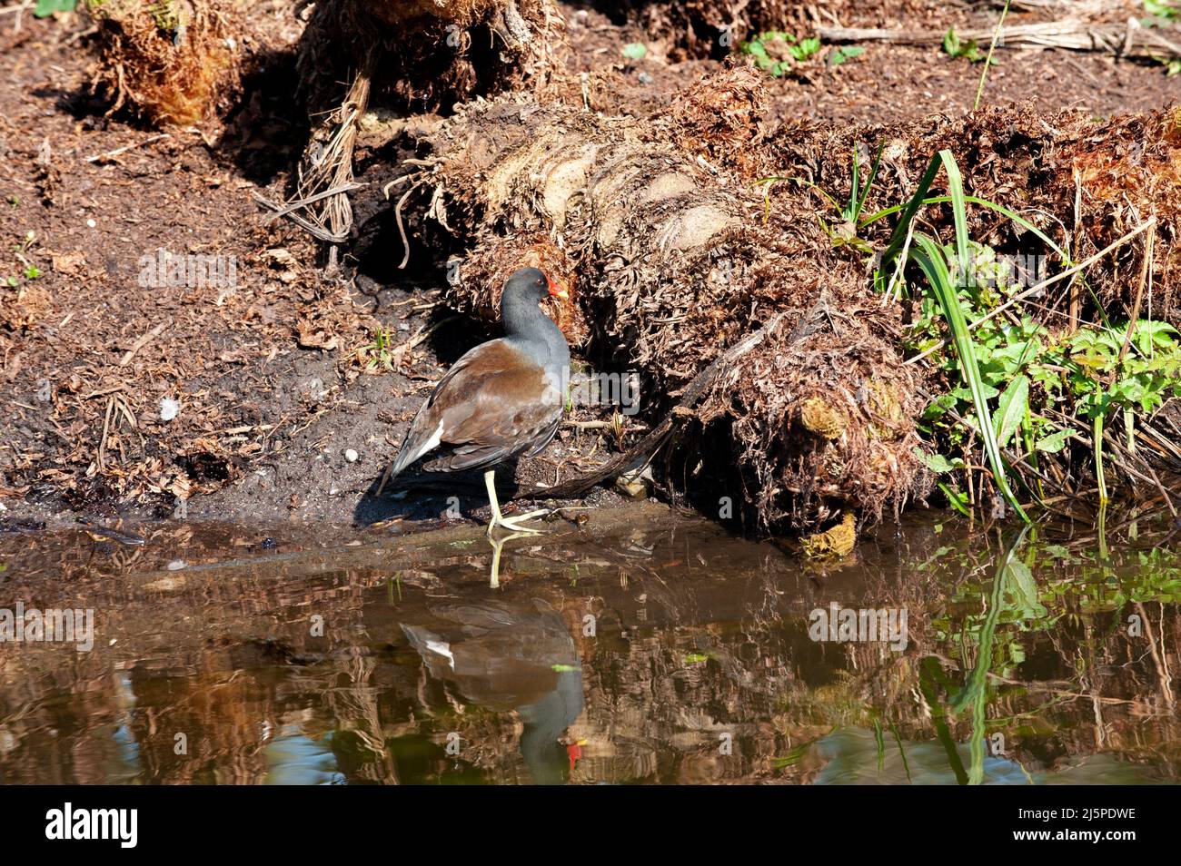 The common moorhen, also known as the waterhen or swamp chicken ...