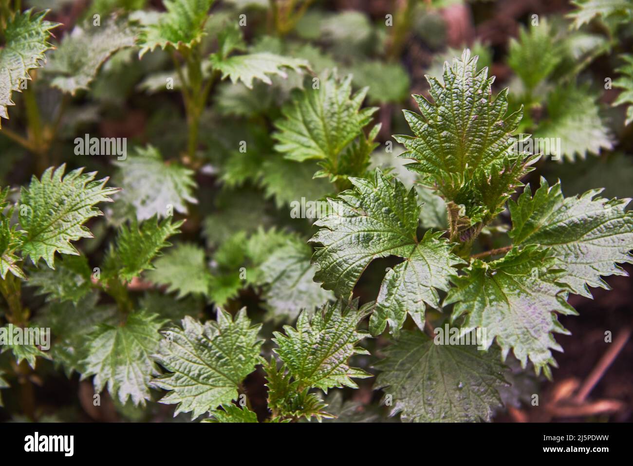 Full frame Young tender nettle shoots in early spring Stock Photo - Alamy