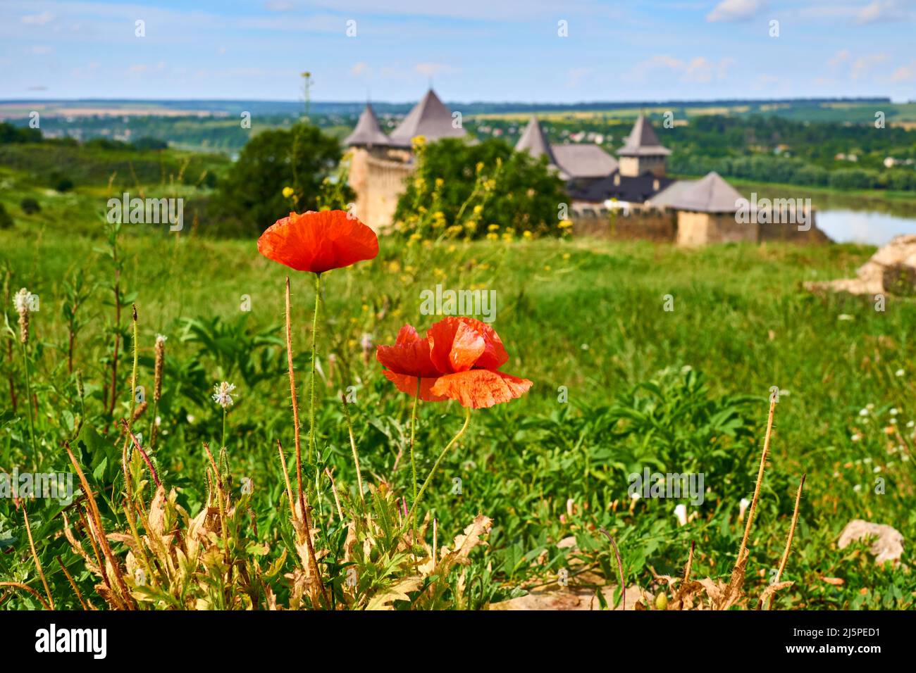 Two red poppies against the background of the old fortress and green ...