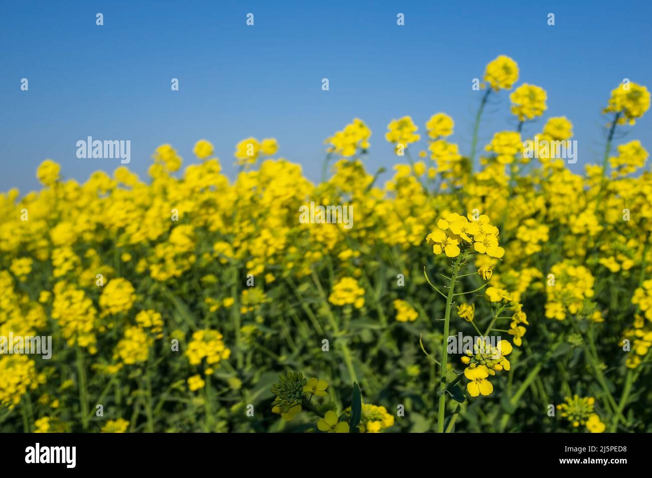 Flowering mustard plant. Magnificent yellow flowers of sinapis against ...