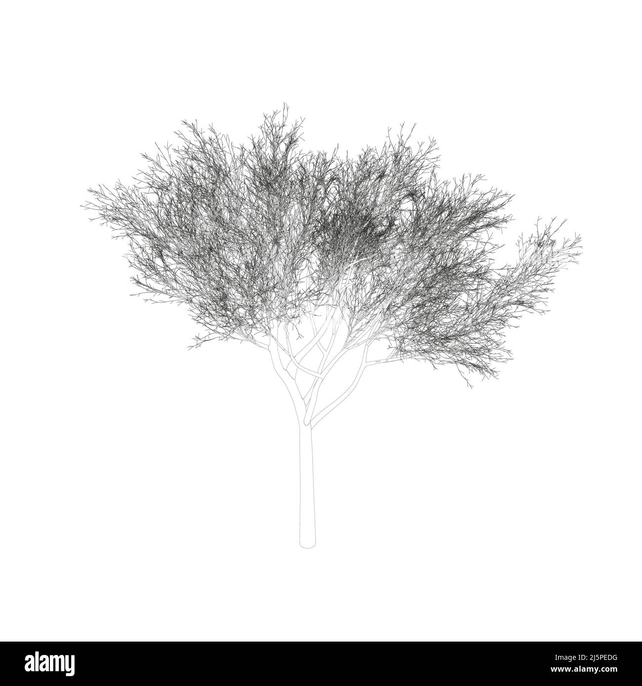 Outline of a detailed tree from black lines isolated on a white ...