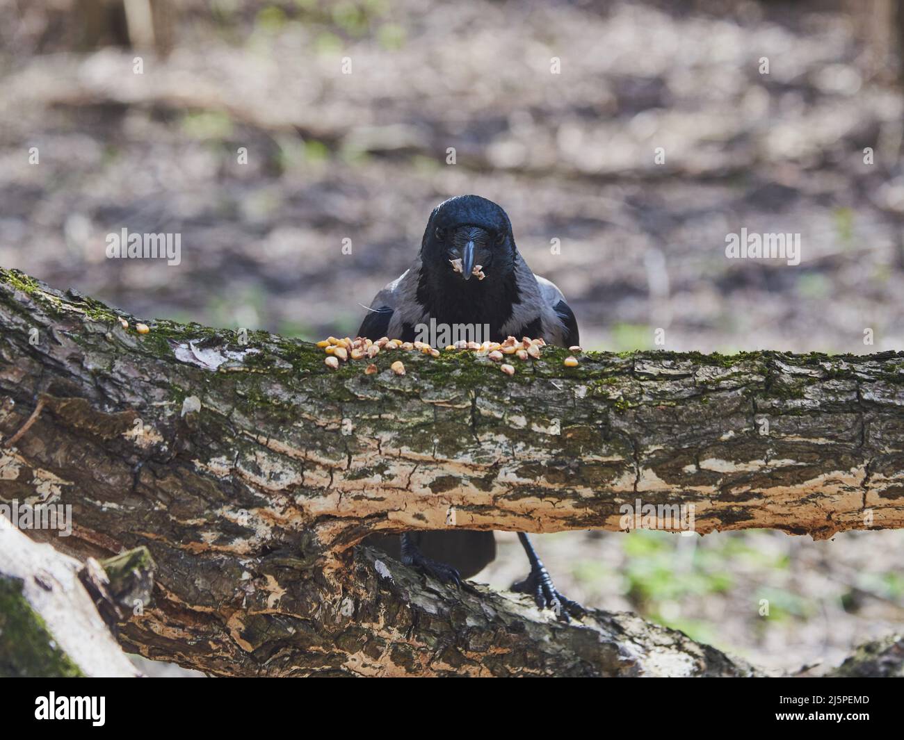 An ordinary crow sits on a tree branch Stock Photo - Alamy