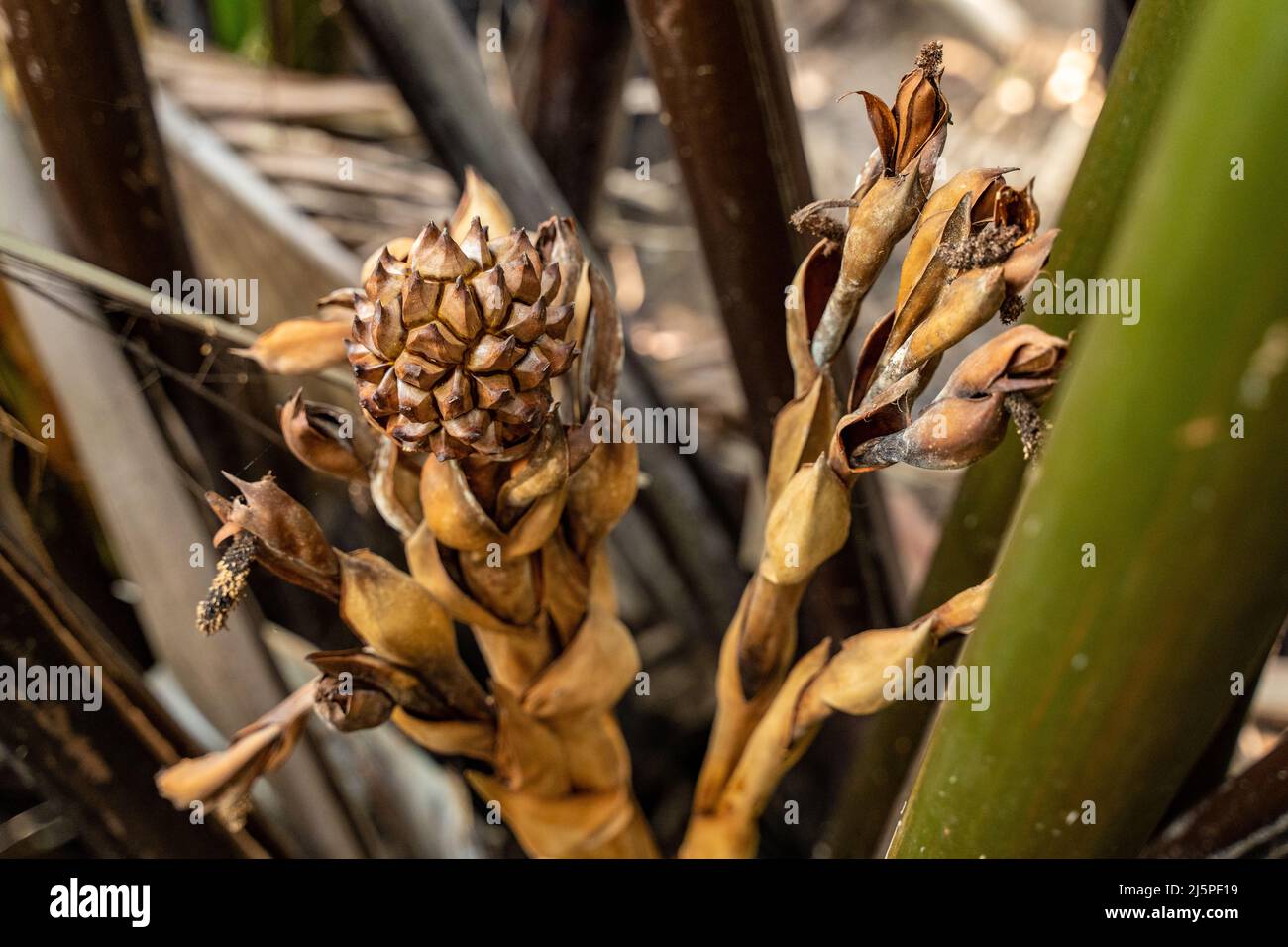 Nipa palm tree hi-res stock photography and images - Alamy