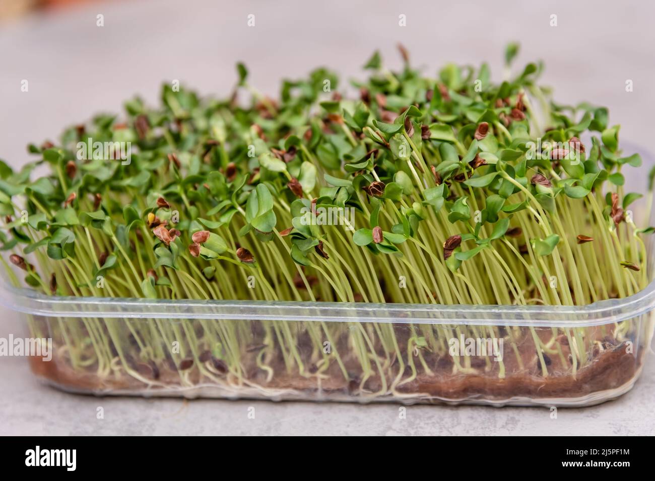 Flax microgreens hi-res stock photography and images - Alamy