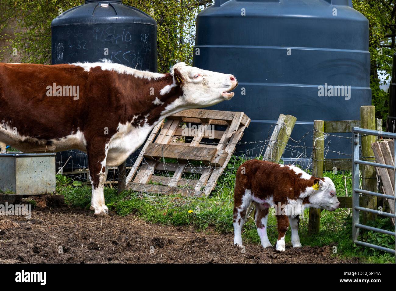 Suffolk cows hi-res stock photography and images - Alamy