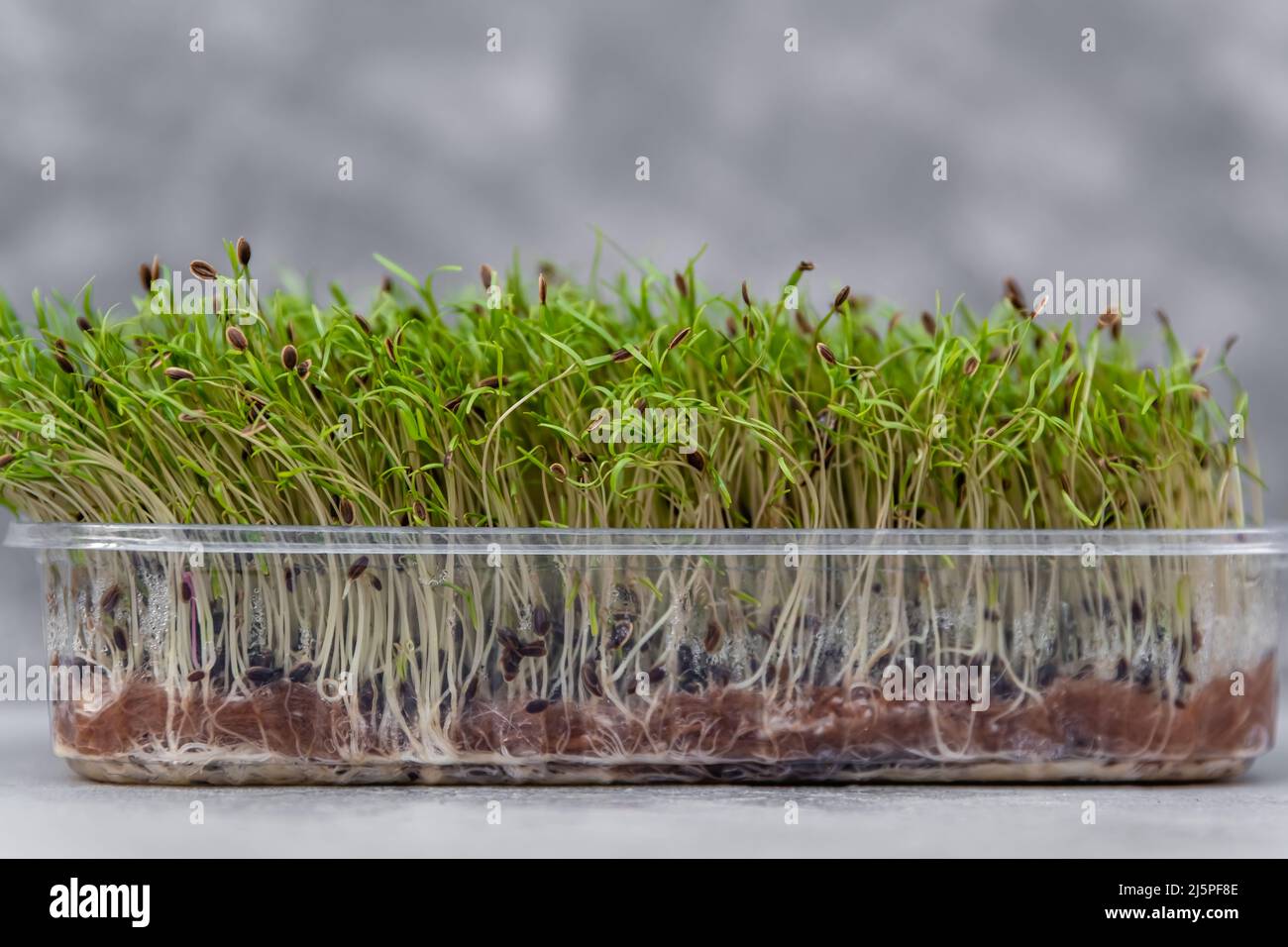 Sprouting microgreens. Seed germination at home Stock Photo - Alamy